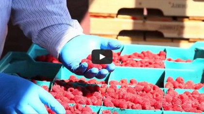 BC Raspberries | Raspberry Industry Development Council